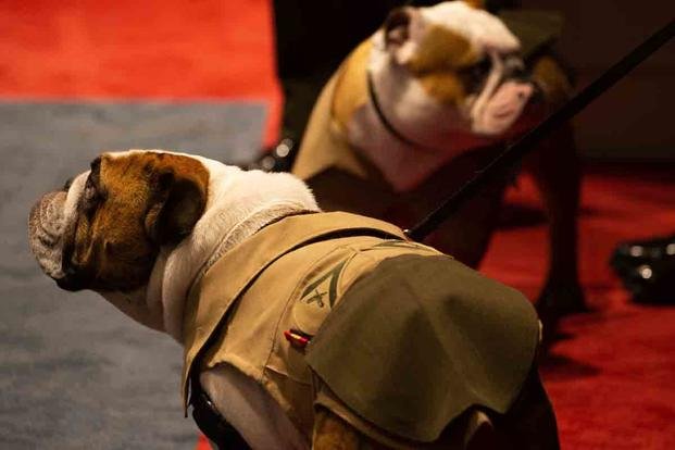 Marine Corps Mascot Chesty XVI Gets Promoted on His Way to Outranking You | Military.com